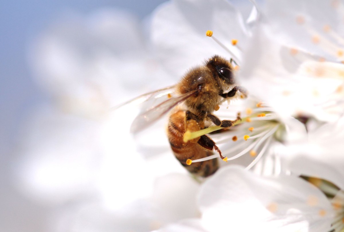 City in Iowa Has Plan to Bring Back the Bees