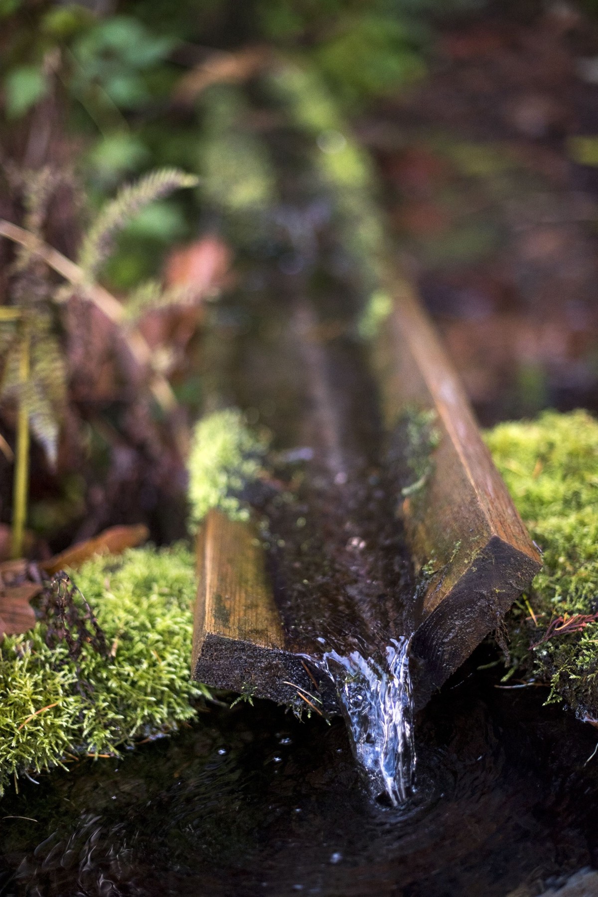 New Silicon Valley Craze: Drinking Untreated Water