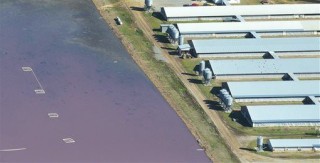North Carolina's Pig Waste Lagoons Flooded After Hurricane Florence