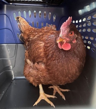 'Nervous' Chicken Caught at Pentagon Checkpoint