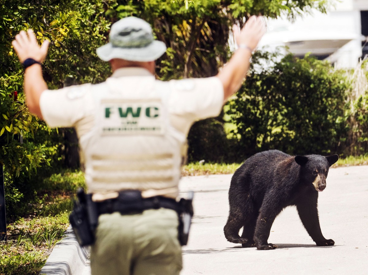 Florida Confronts First Ever Fatal Bear Attack