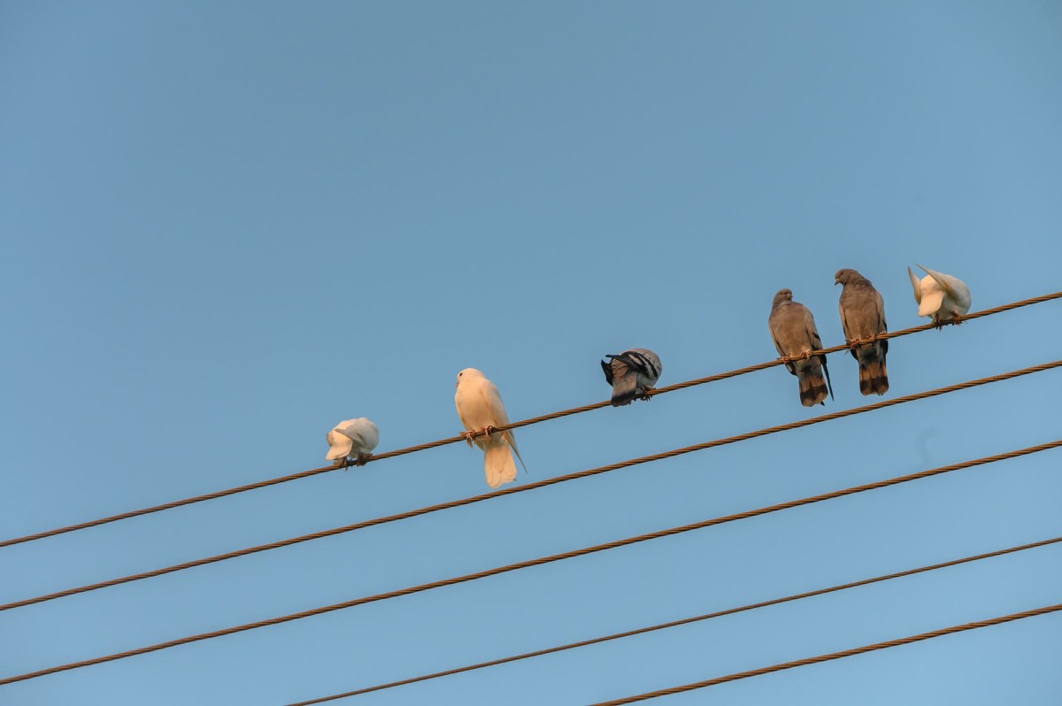 In California Town, the Birds Are 'Exploding'