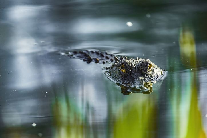Florida Man Survives Alligator, Is Killed by Deputies