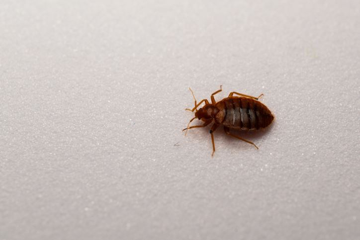 It Might Be Biggest Ever Payout Over Bed Bugs