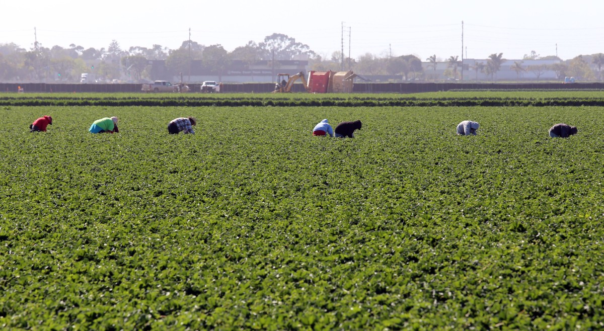 ICE's Immigration Focus Turns to California's Farms