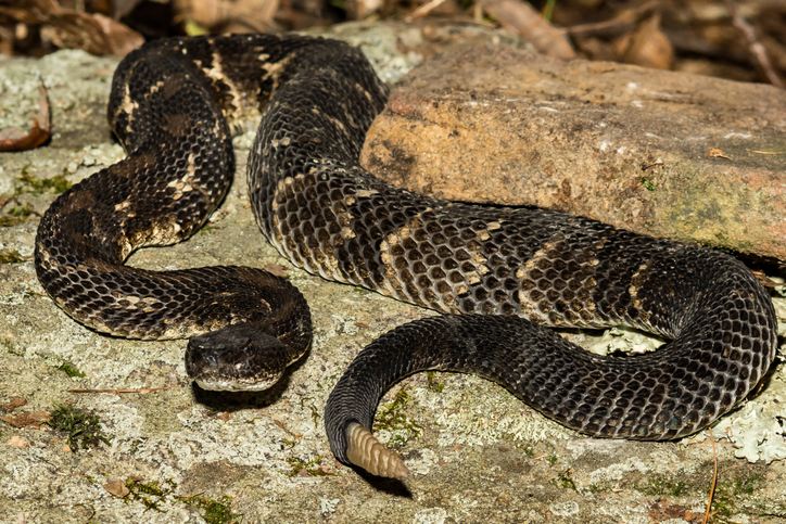 Hiker Dies After Grabbing Rattlesnake