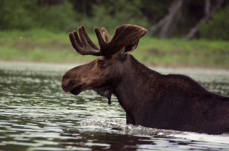 Maine Moose Face a Tiny, Deadly Foe