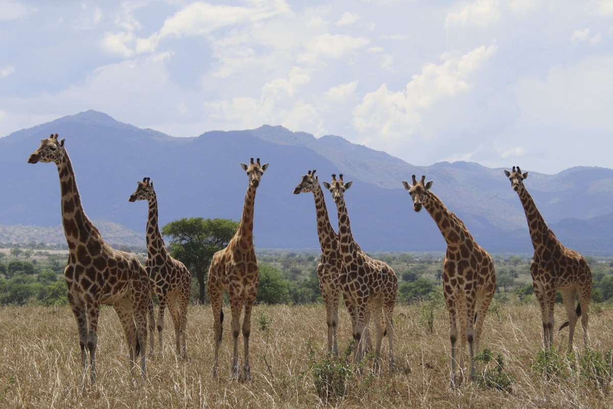 Scientist Makes a Surprise Find About Giraffes