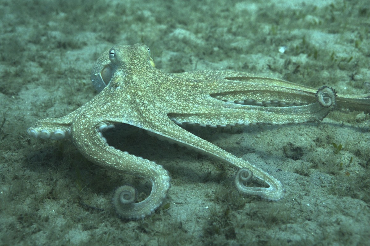 Octopus Study Left One Biologist 'in Awe'