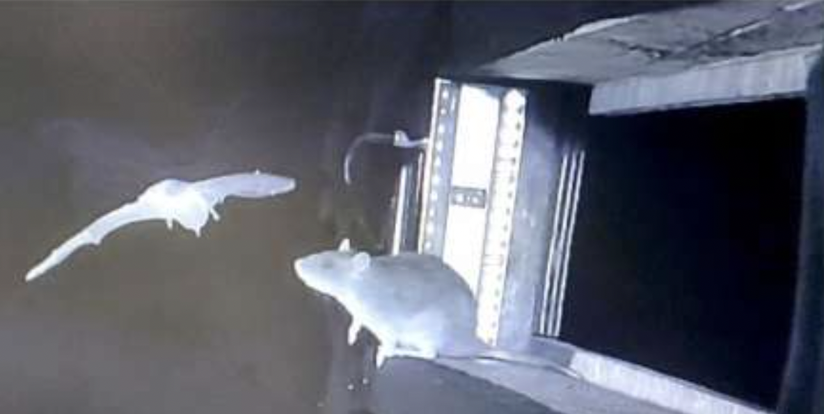 Bats in Germany Had Better Watch Out for the Rats