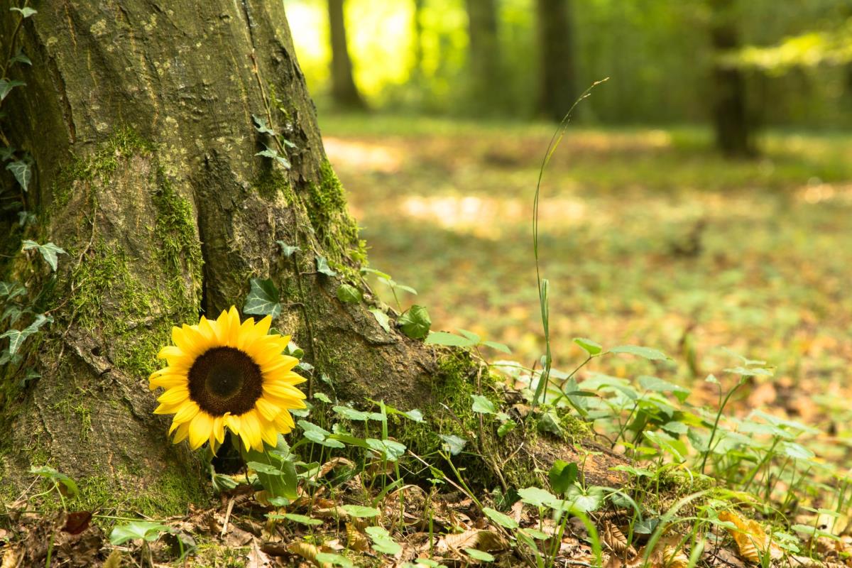 One Man's Quest to Bring 'Goodness' Back to Burials