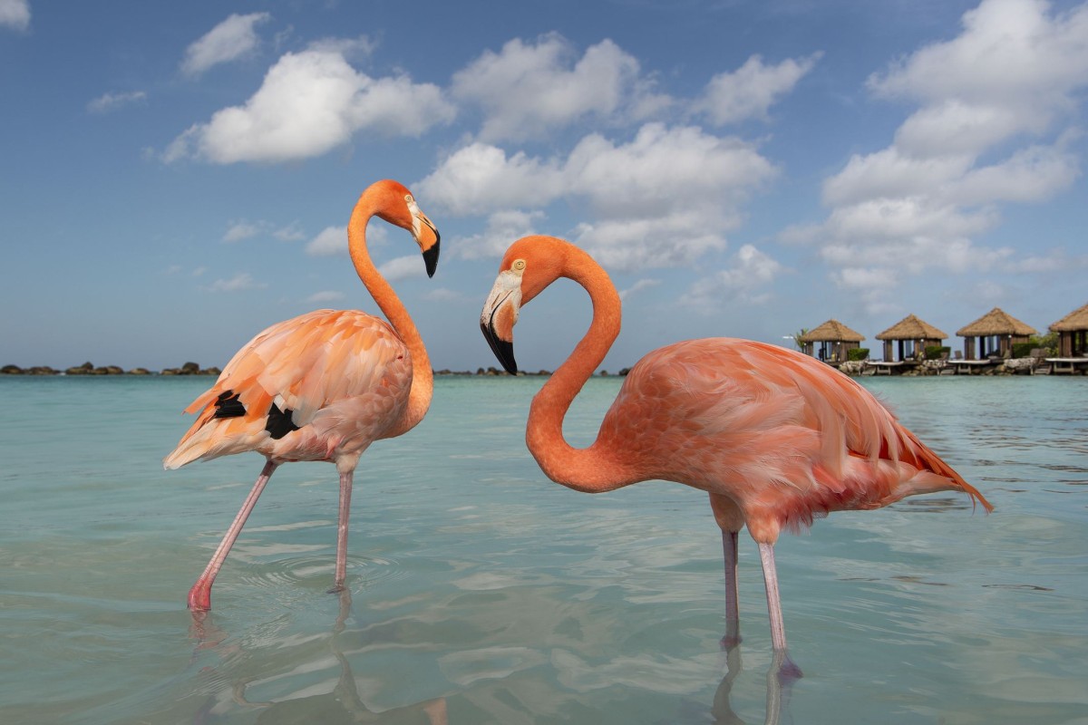 Fla.'s State Bird May Be Booted From Its Nest After 99 Years