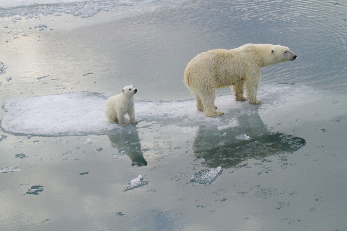 Norway Polar Bears Defy Gloomy Predictions, for Now