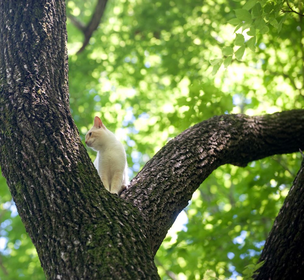 Woman Tries to Rescue Cat, Needs Rescuing